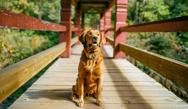 Tips for Calming Dogs in Stressful Situations