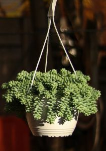 Elevate Your Garden: The Best Hanging Plants for Every Space